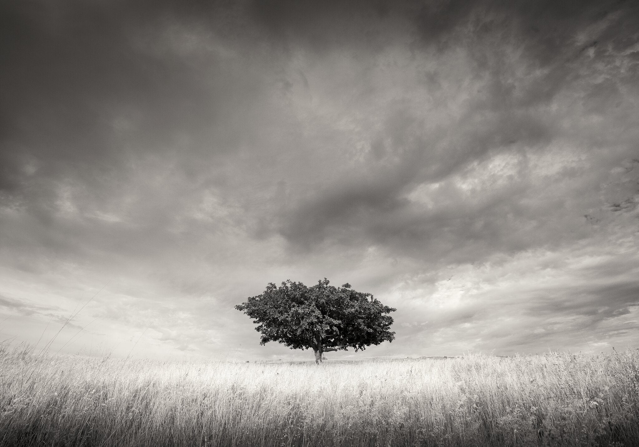 Solitary No.2 | Fine Art Photograph of a Solitary Tree – Osner Art Gallery