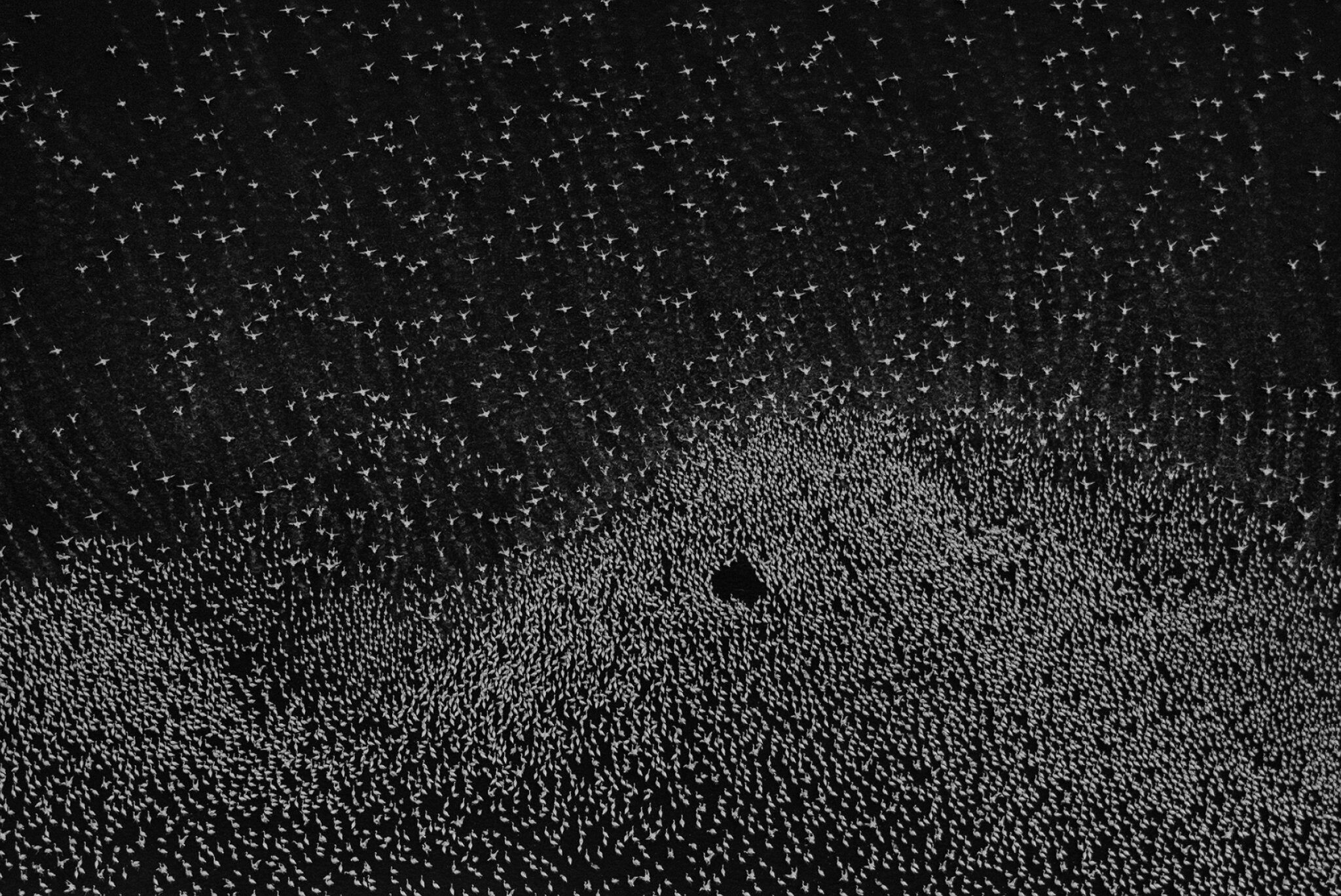 Flamingos Rising | Wildlife Art Photography | Greg du Toit – Osner Art ...