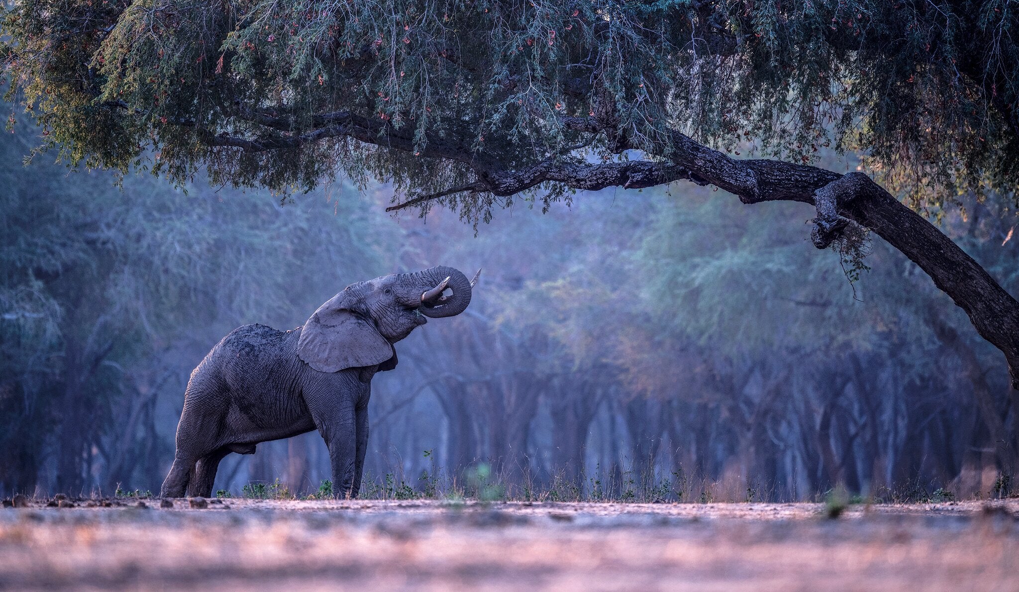 Elephant Forest | Wildlife Art Photography | Greg du Toit – Osner Art ...
