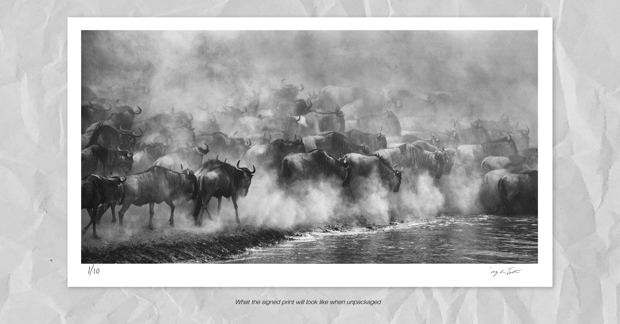 The Crossing | Wildlife Art Photography | Greg du Toit – Art ...