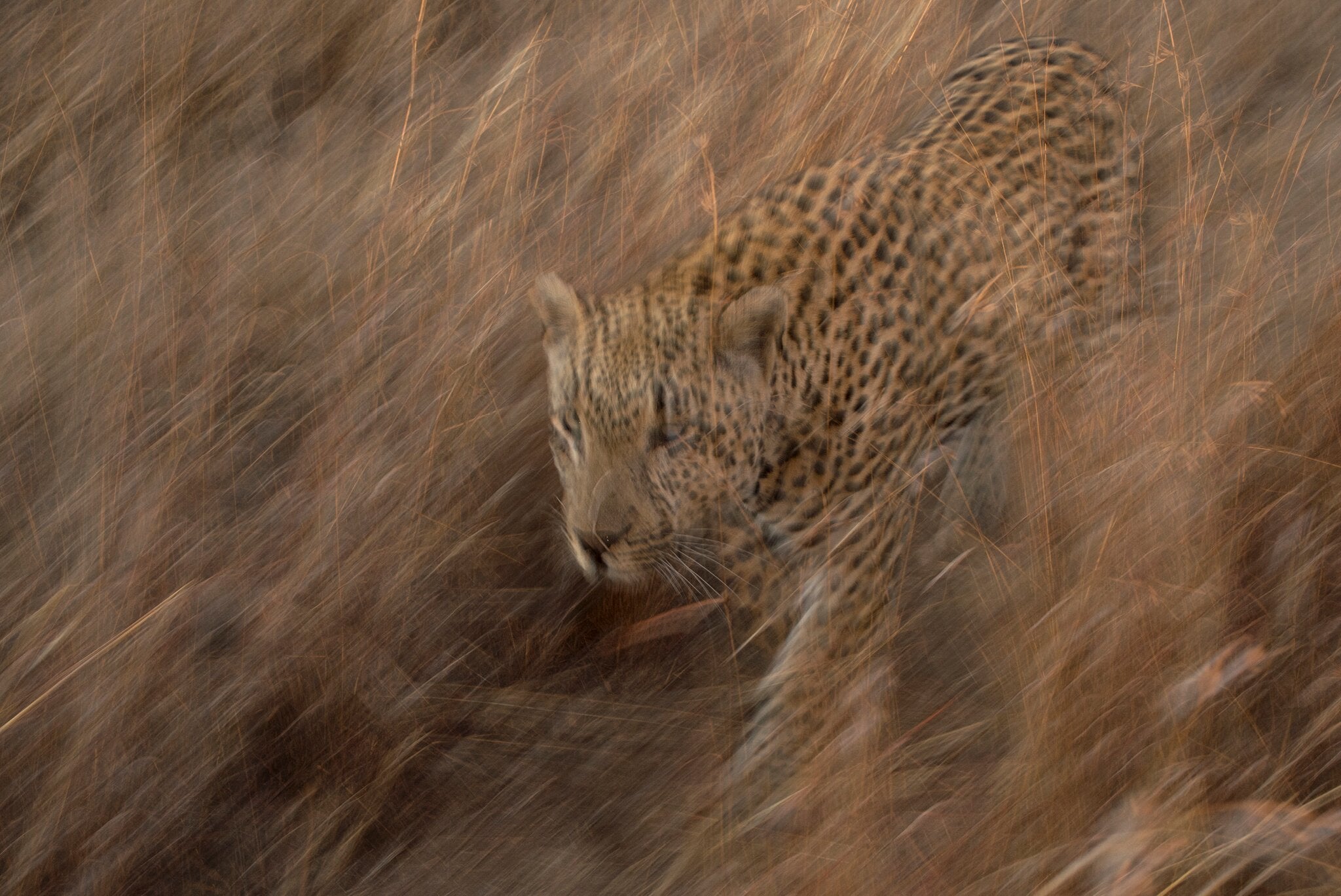 Velvet and Stealth | Wildlife Art Photography | Greg du Toit – Osner ...