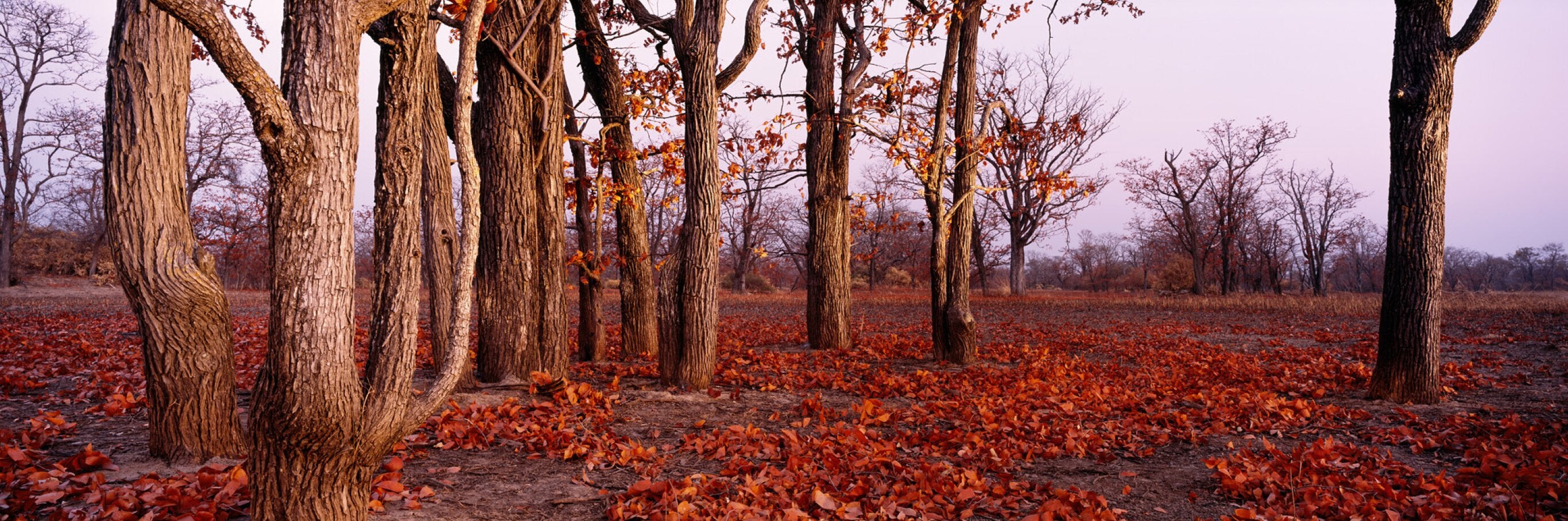 Film Photography Magic: Koos van der Lende's Captivating Autumn ...