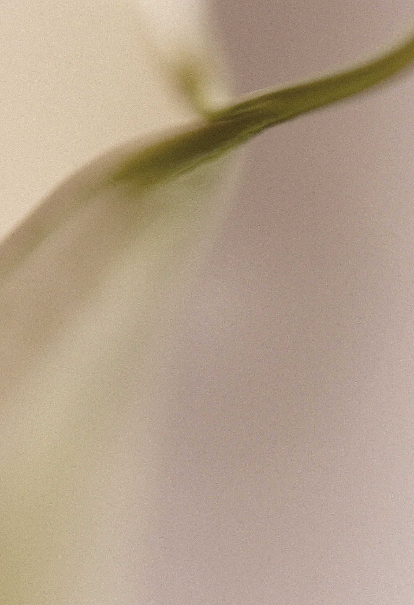 Panache No.1 | Fine Art Botanical Photography Print – Osner Art Gallery