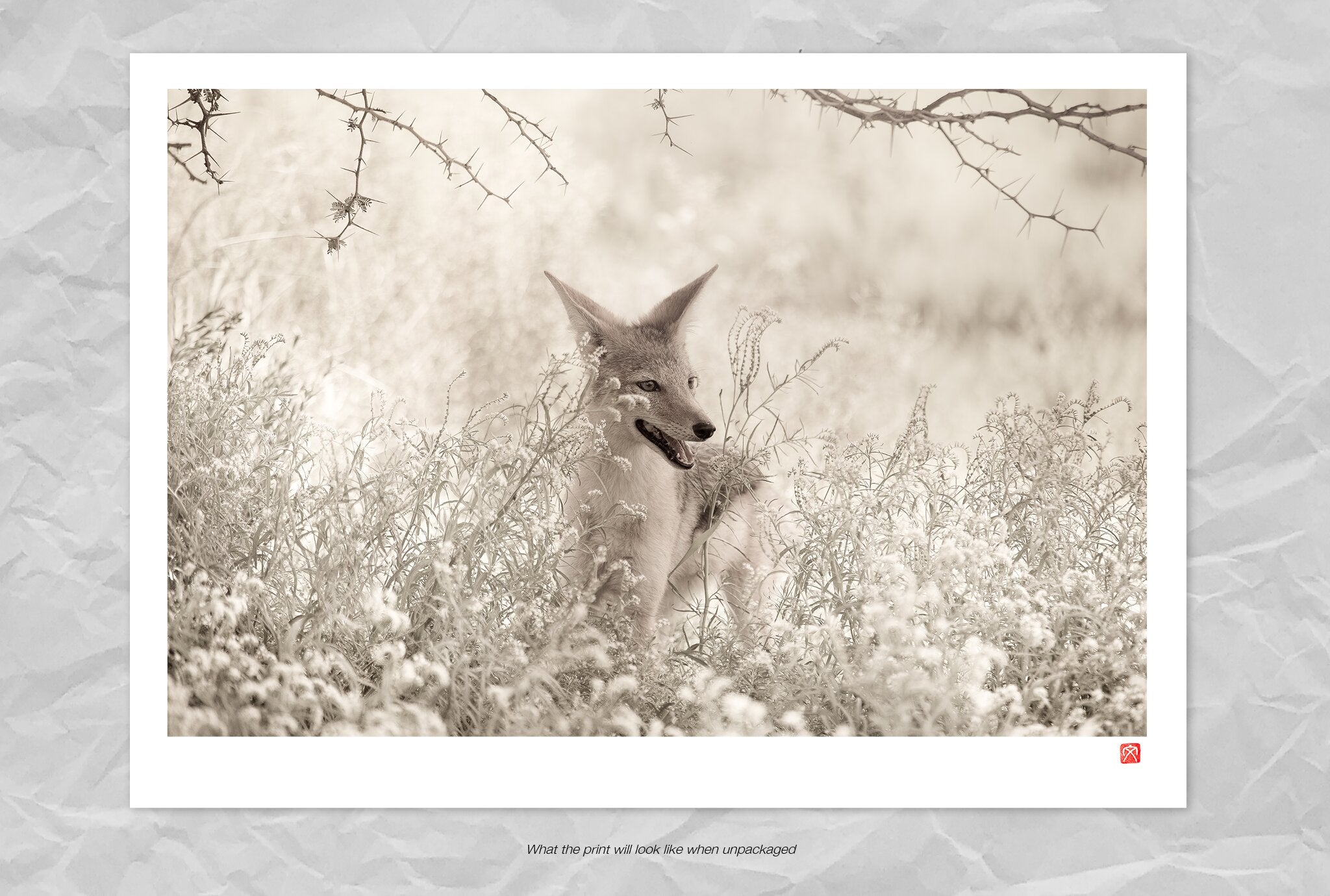 Curious Jackal | Artistic Wildlife Photography – Art Photography Gallery